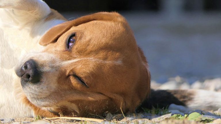 How Tall Is a Beagle? Average Height and Growth Curve - PawCited