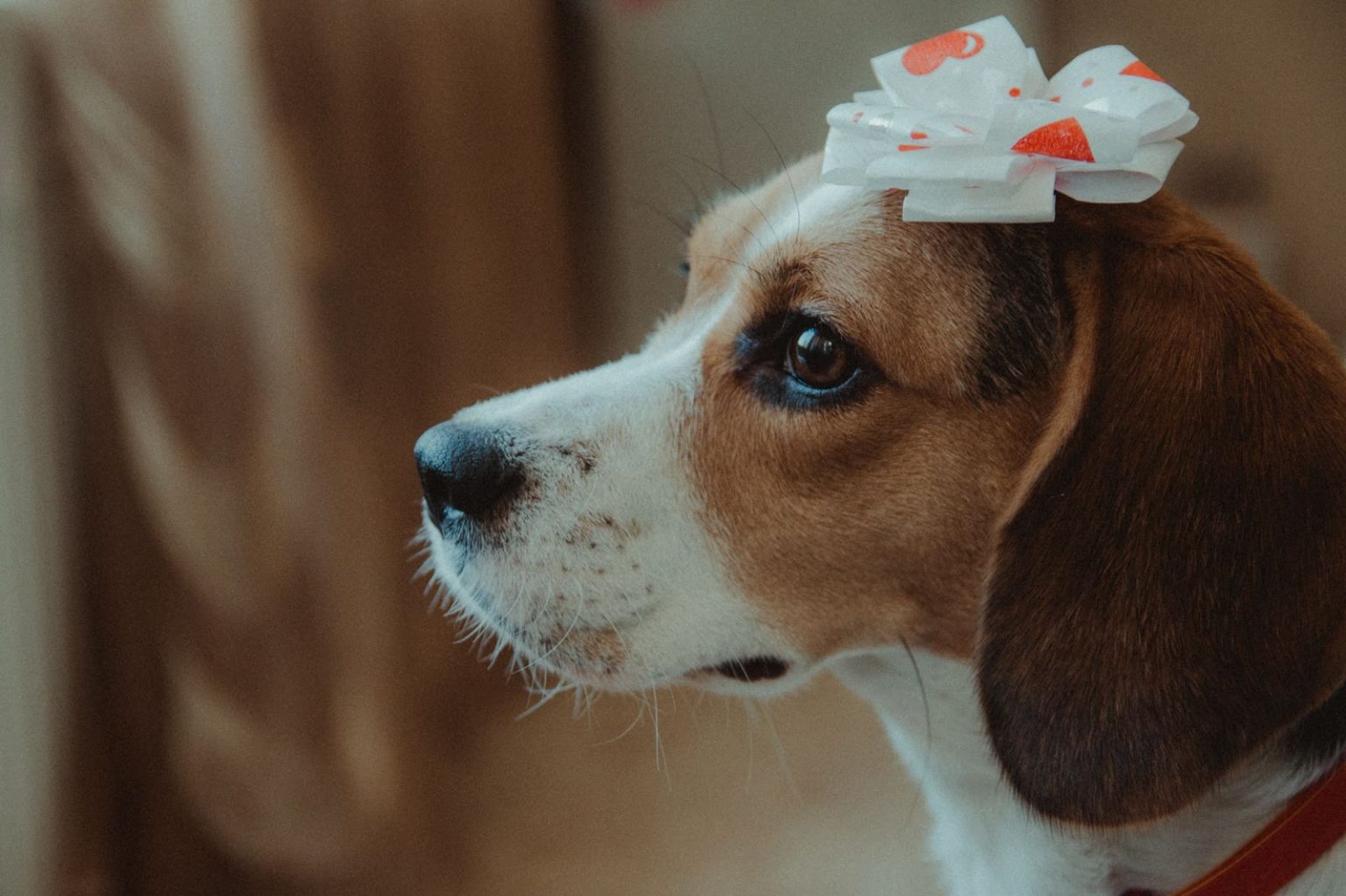 Is Snoopy a Beagle? 10 Characteristics of Snoopy That Makes Him a Beagle