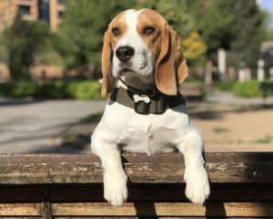 How Tall Is a Beagle? Average Height and Growth Curve - PawCited