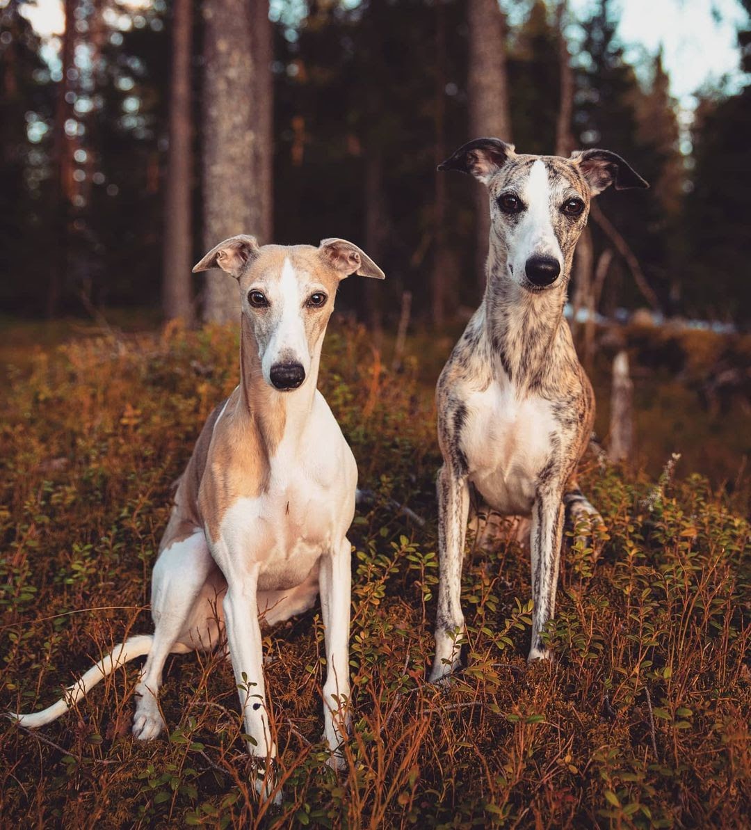 Are Whippets Easy to Train? (9 Training Tips for Whippet Owners) - PawCited