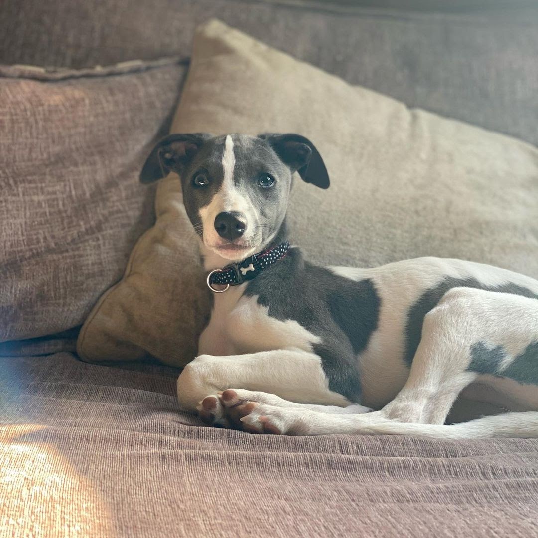 Do Whippets Like to Cuddle? (9 Tips to Improve Bonding) - PawCited