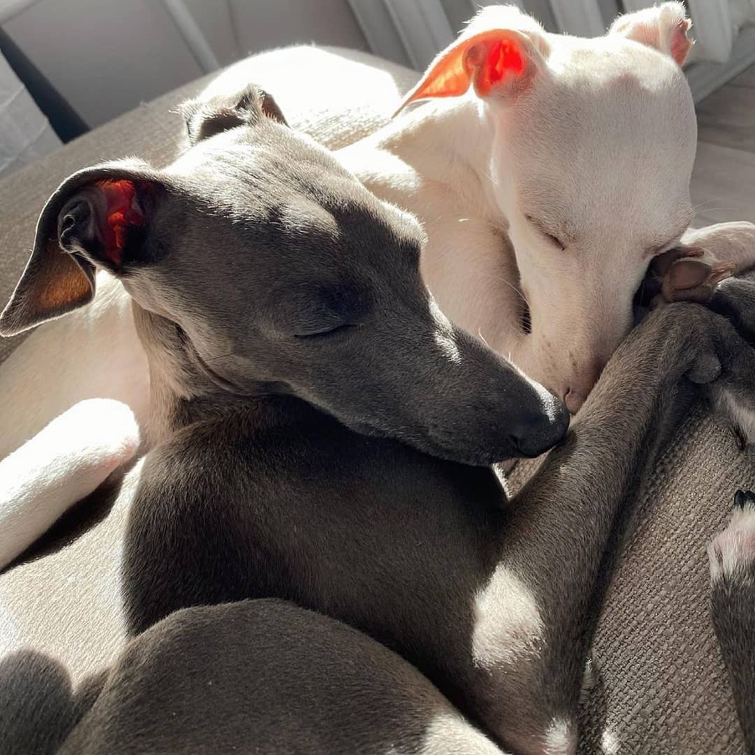 Are Whippets Hypoallergenic? (14 Tips for Allergic Owners) - PawCited