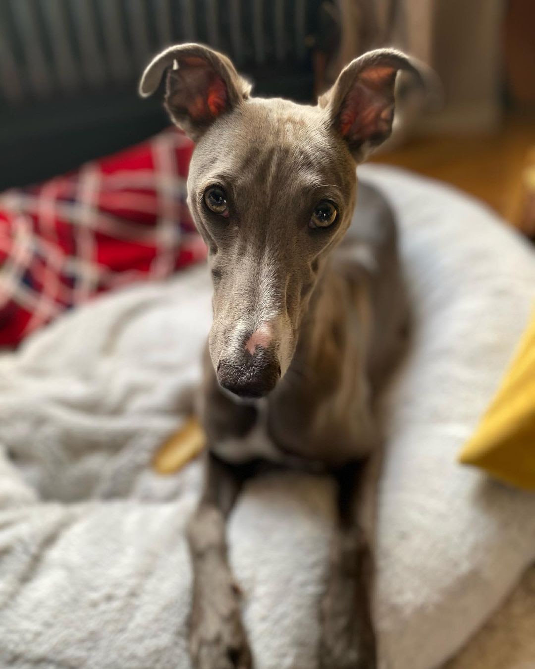 Do Whippets Like to Cuddle? (9 Tips to Improve Bonding) - PawCited