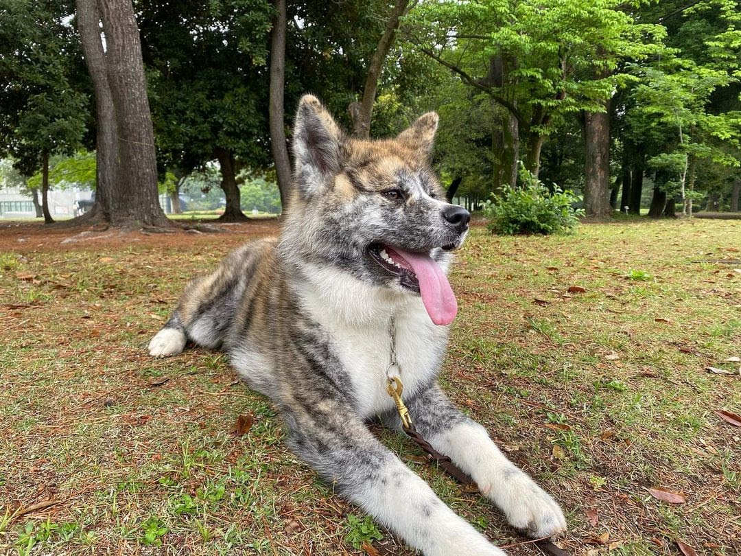 Akita 101: The Essential Guide - PawCited