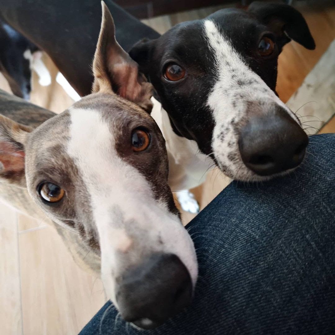 Are Whippets Affectionate? (8 Ways Whippets Show Their Love)