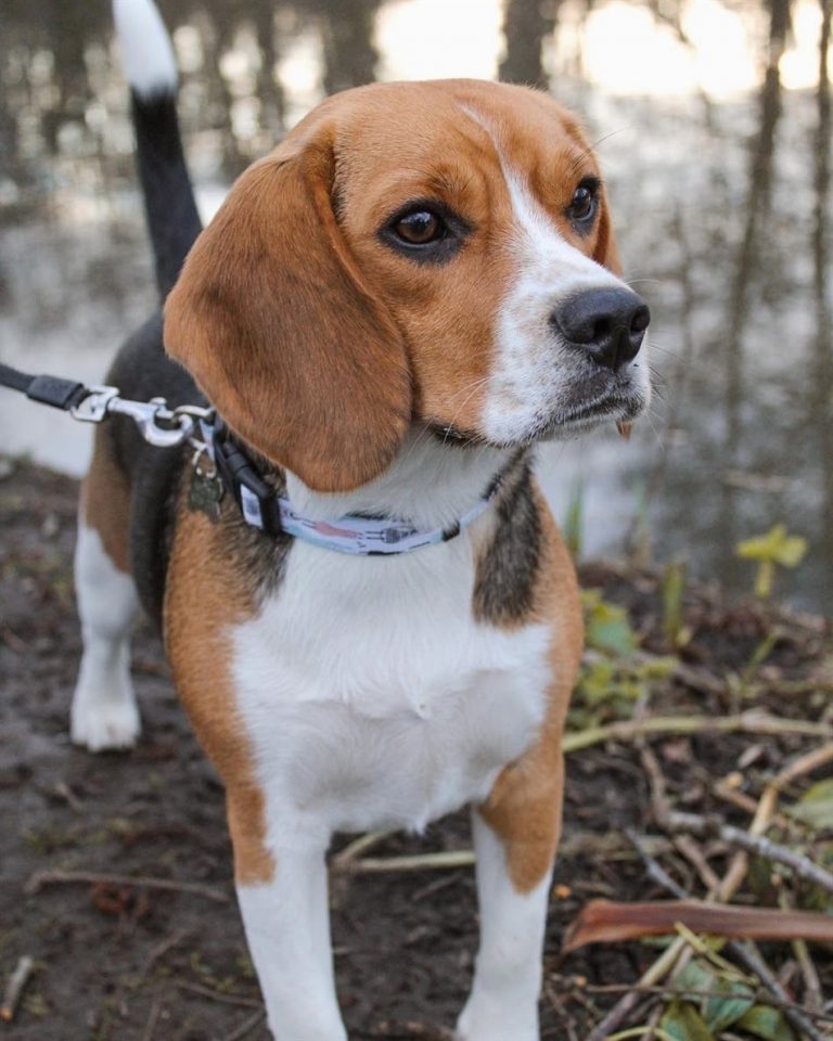 How to Know if Your Beagle Is Purebred: 12 Indicators That He Is Purebred