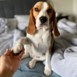 How to Know if Your Beagle Is Purebred: 12 Indicators That He Is Purebred