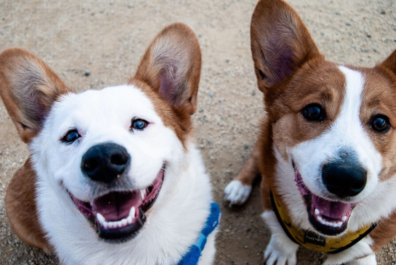 Why Are Dogs So Cute? Know if They Are Using It to Your Advantage