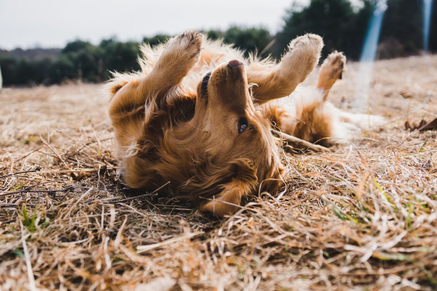 Why Are Dogs So Cute? Know if They Are Using It to Your Advantage