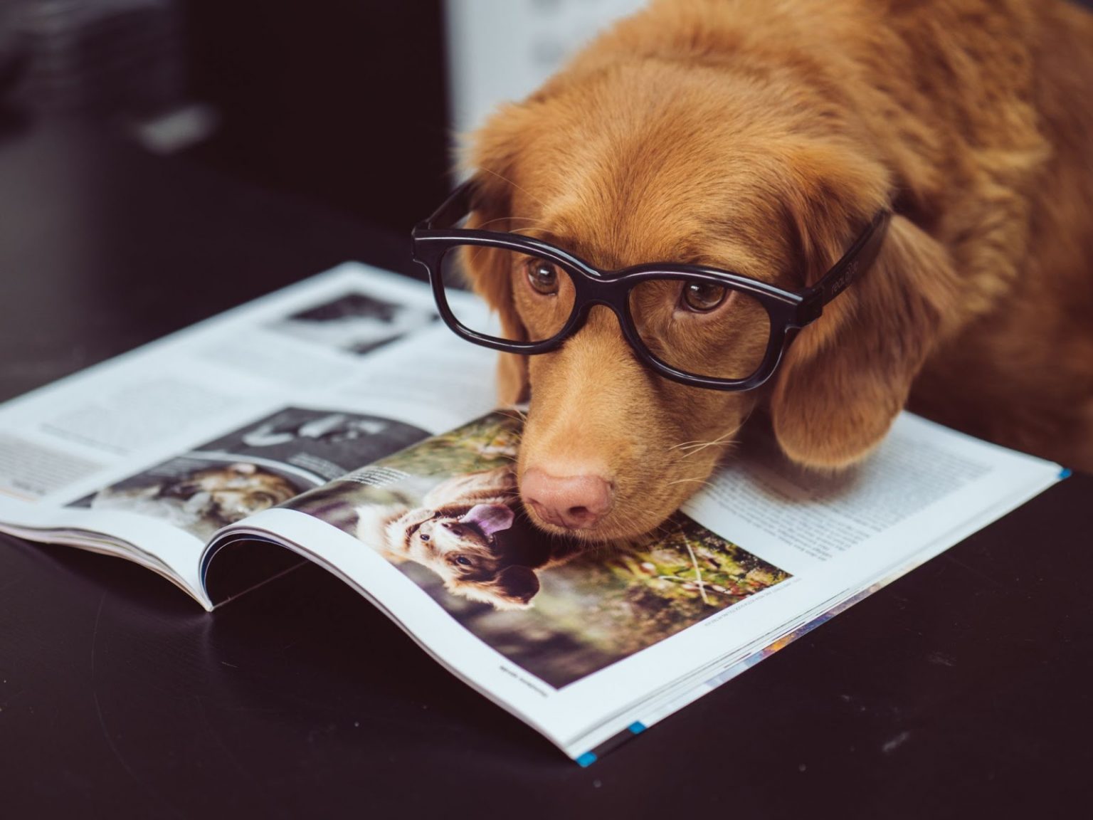 Why Are Dogs So Cute? Know if They Are Using It to Your Advantage