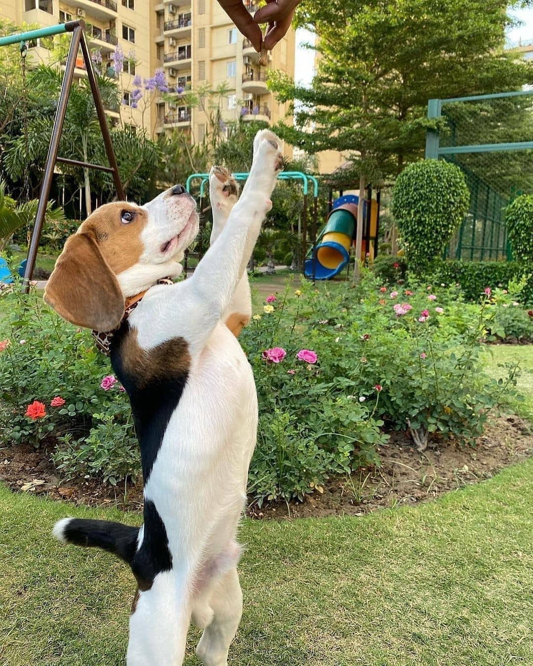 How Hard Is It to Train a Beagle? 7 Tips to Make Beagle Training Easier ...