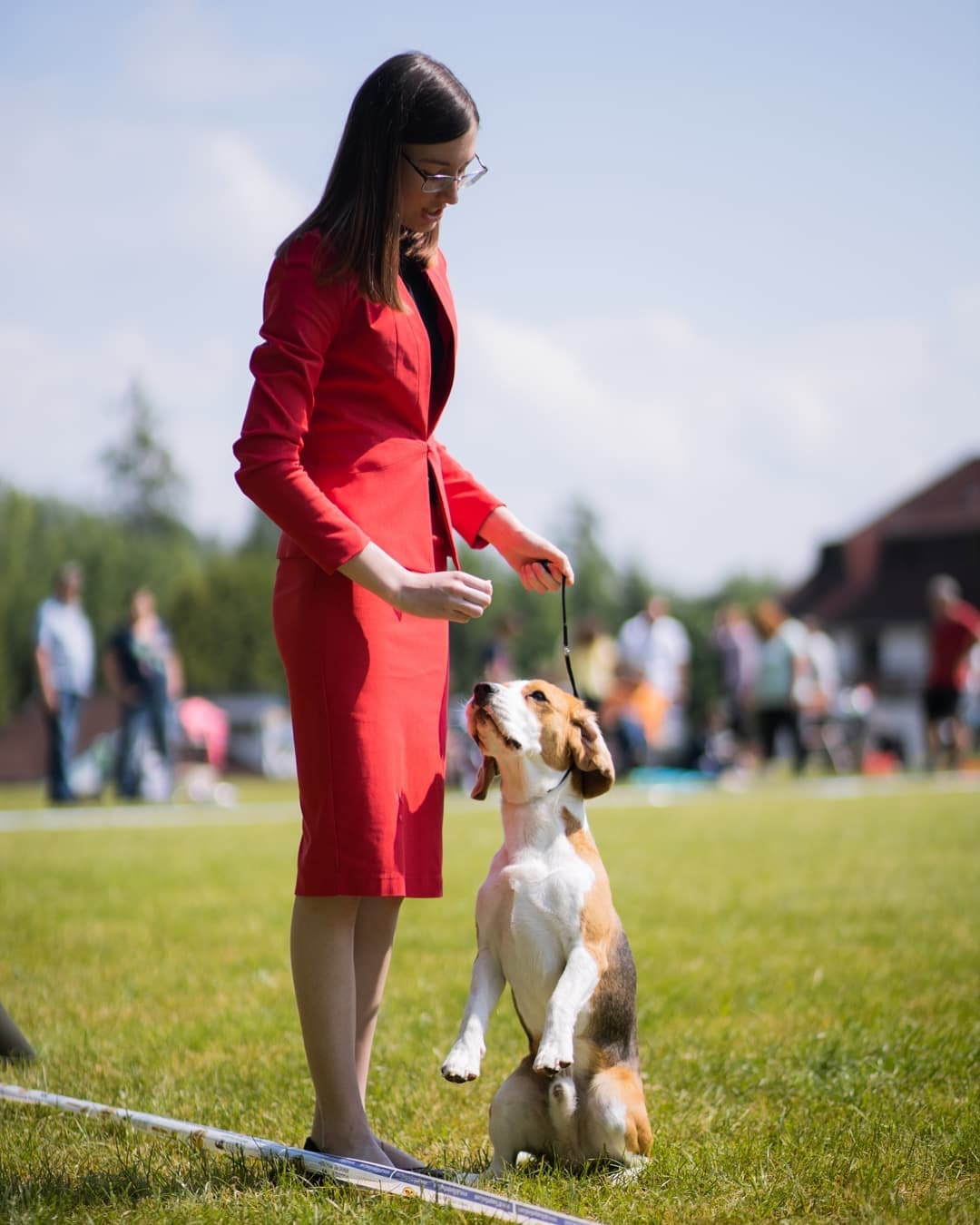 How Hard Is It to Train a Beagle? 7 Tips to Make Beagle Training Easier ...