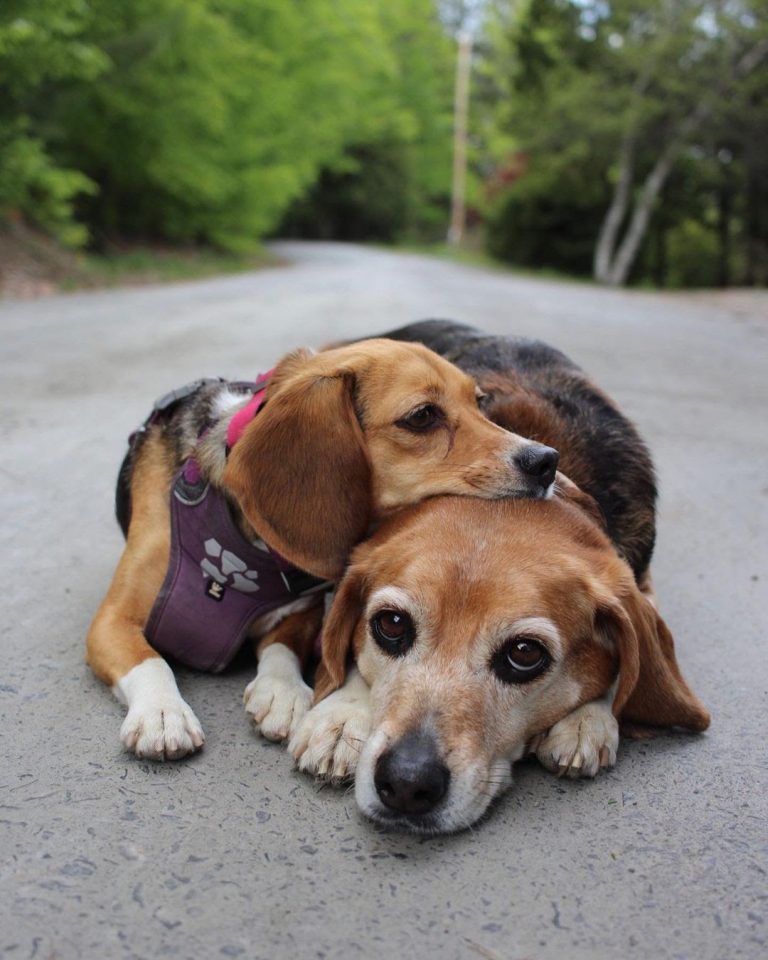 Pocket Beagle vs Regular Beagle: What Are Their Differences?