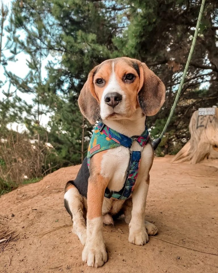 Pocket Beagle vs Regular Beagle: What Are Their Differences?
