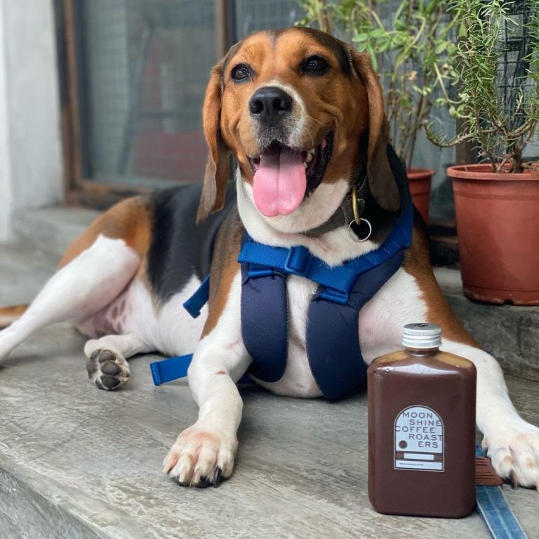 Pocket Beagle vs Regular Beagle: What Are Their Differences?