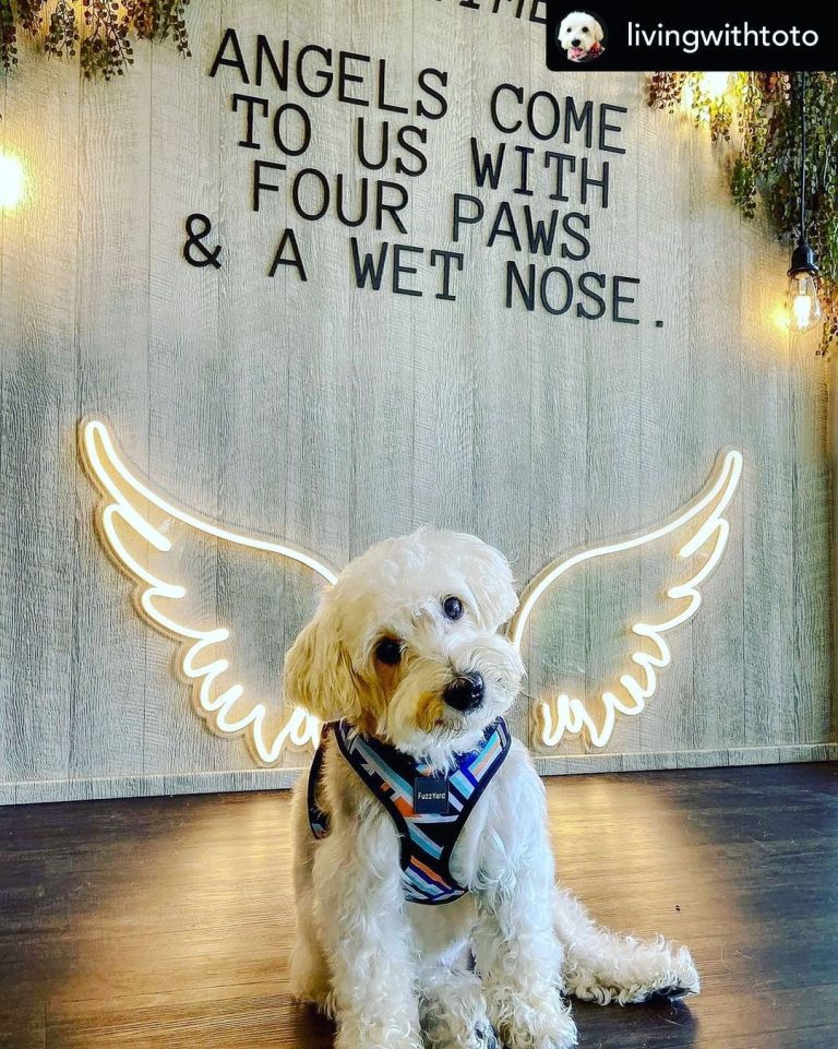 Do Dogs Go to Heaven? 4 Perspectives on Whether Dogs Go To Heaven or ...