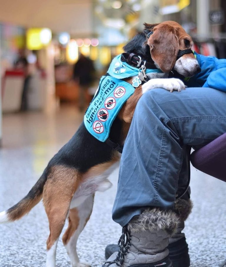 Can a Beagle Be a Service Dog? 5 Traits That Your Beagle Can Be a ...