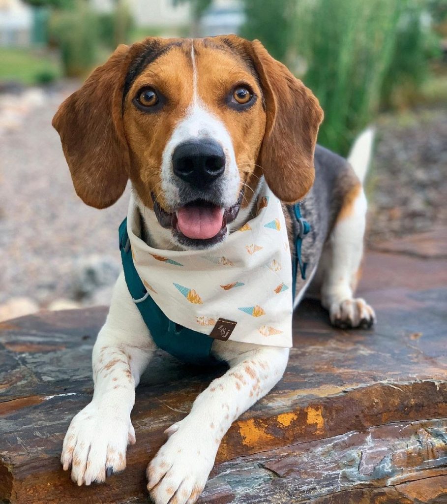 Do Beagles Always Run Away