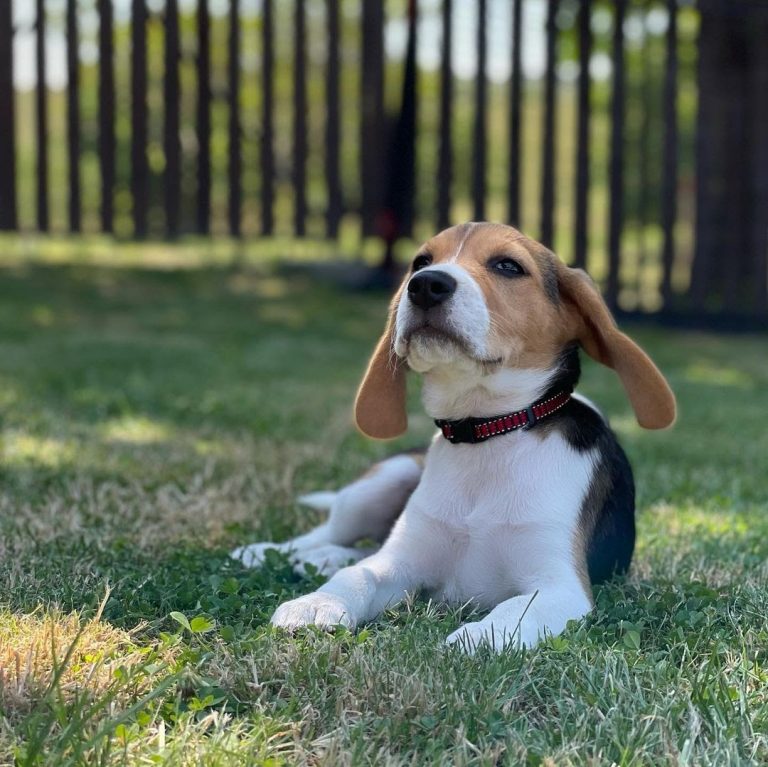 Will Beagles Return Home? 6 Tips to Keep Your Beagle From Running off ...