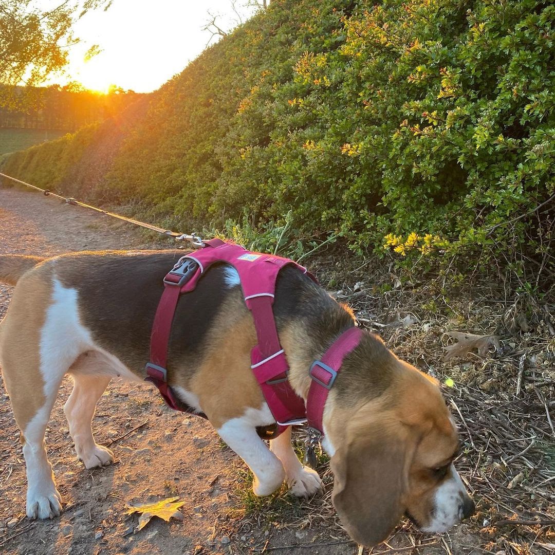 Will Beagles Return Home? 6 Tips to Keep Your Beagle From Running off ...