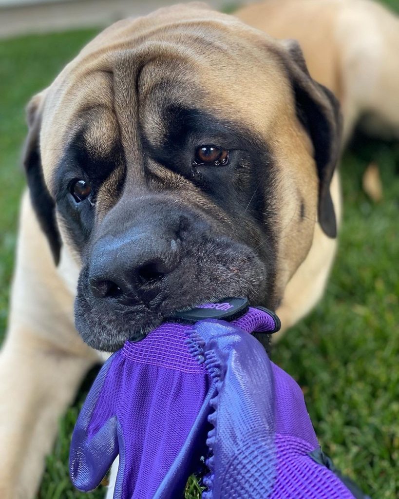 Are English Mastiffs Dog Aggressive
