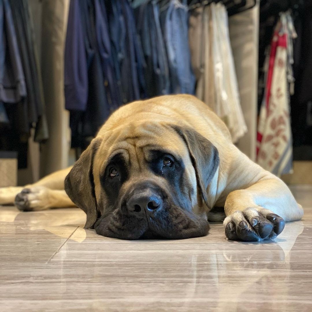 English Mastiff 101: The Essential Guide