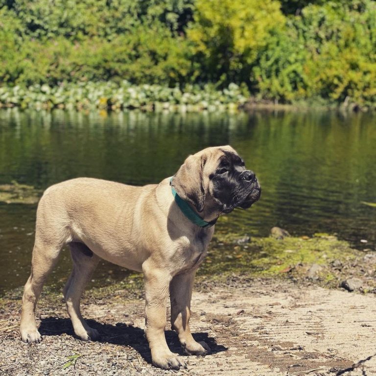 Life Expectancy: For How Long Do English Mastiffs Live? - PawCited