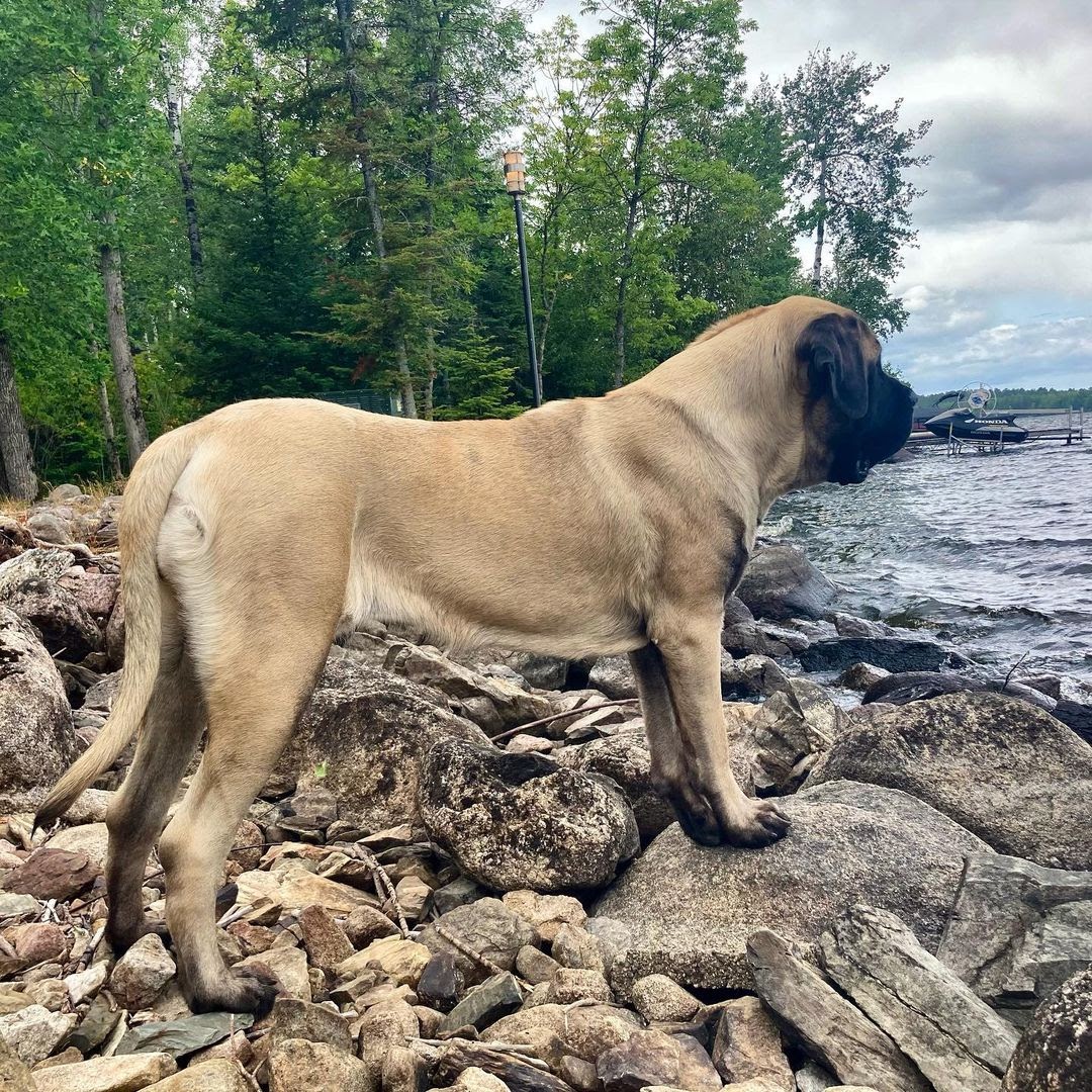 French Mastiff vs English Mastiff: A Detailed Mastiff Comparison