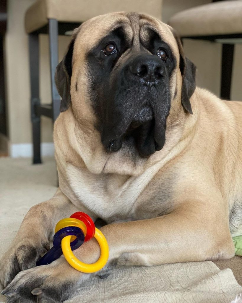 How Big Do English Mastiffs Grow