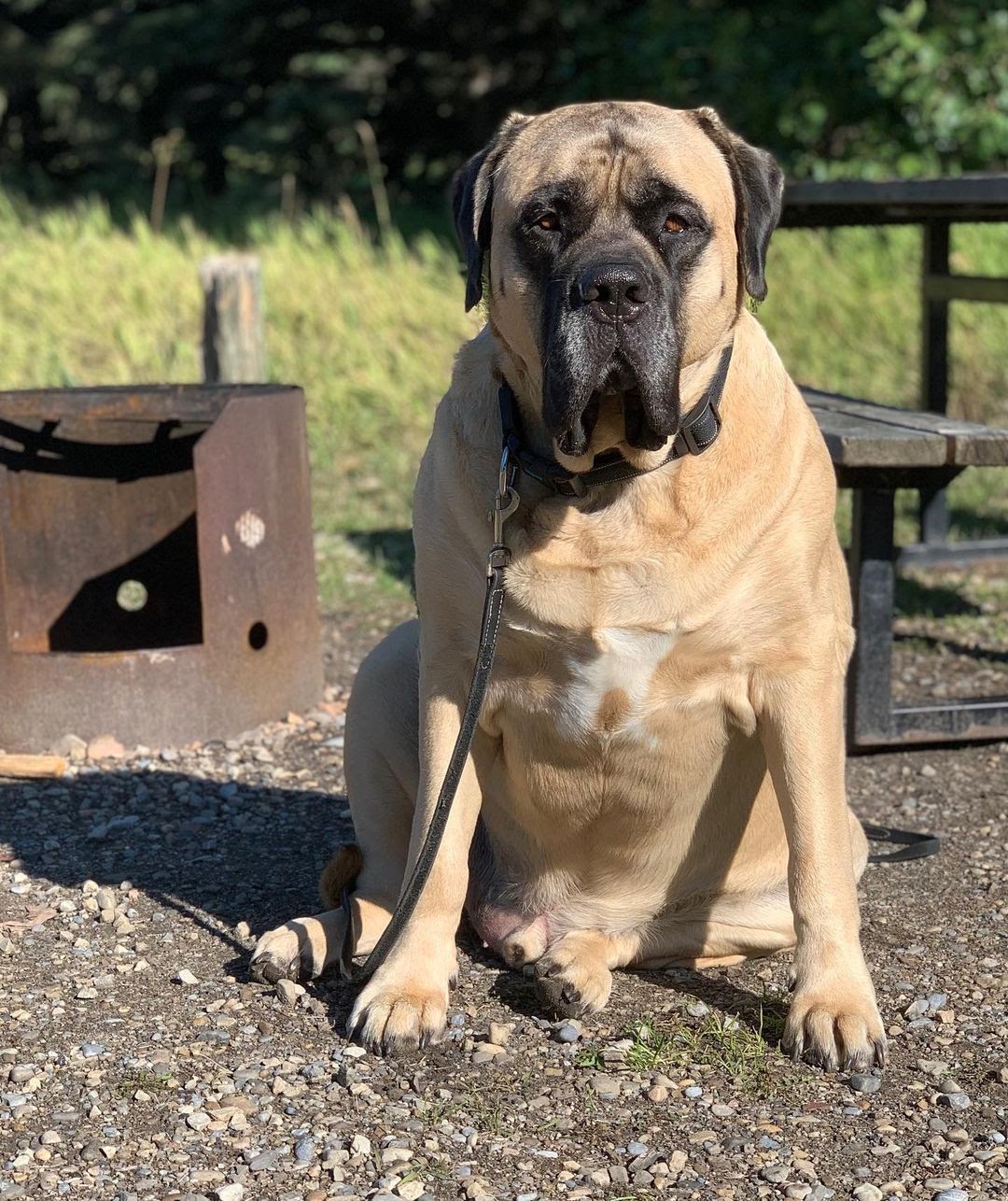 How Much Does an English Mastiff Eat? Guidelines to Properly Feeding ...