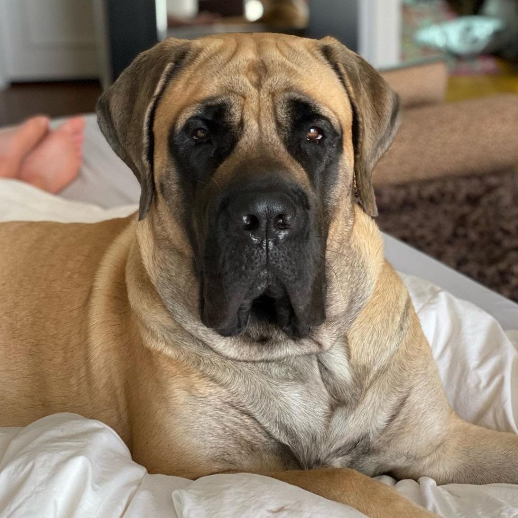 How Bad Do Mastiffs Shed