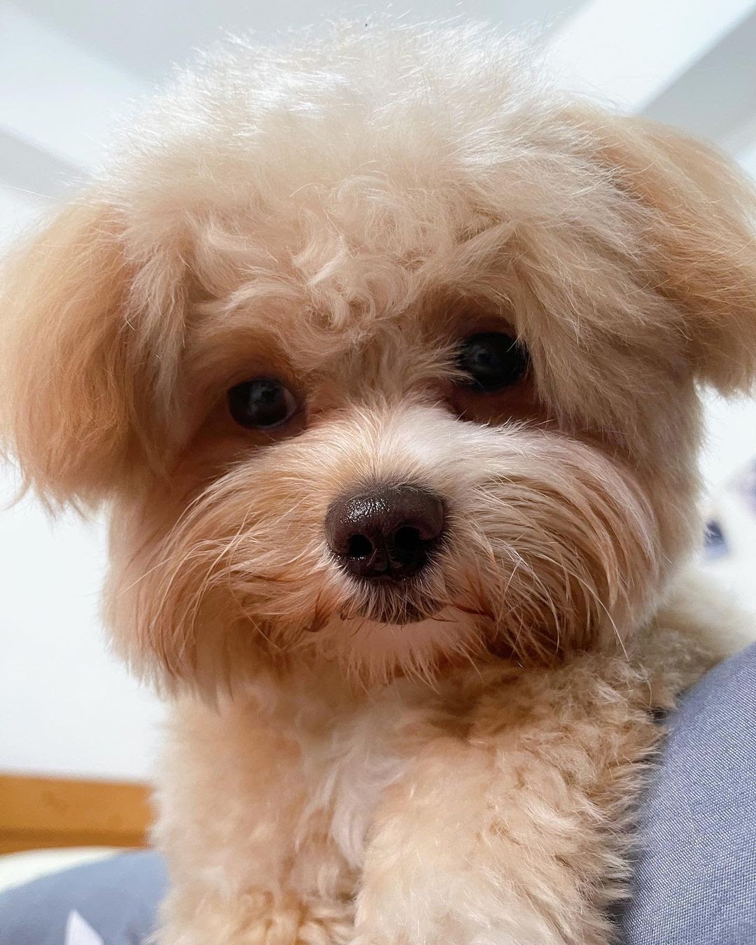 The Most Amazing Dog Breed You Should Consider Buying. - PawCited