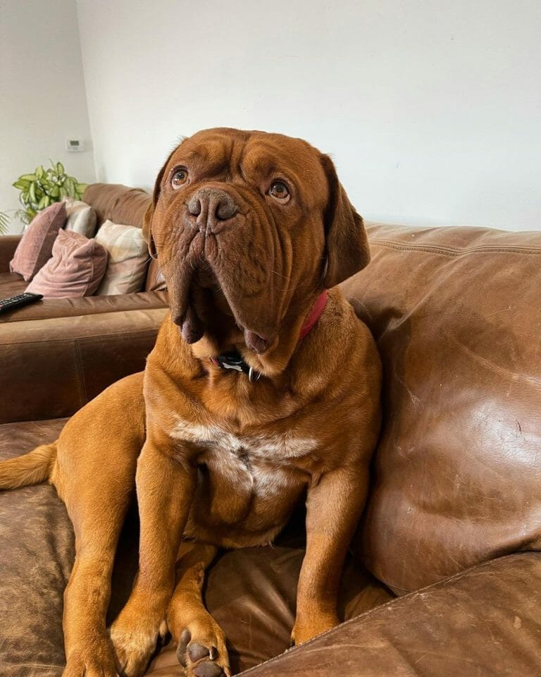 Lifespan and Health: How Long Do Dogue de Bordeauxs Live?