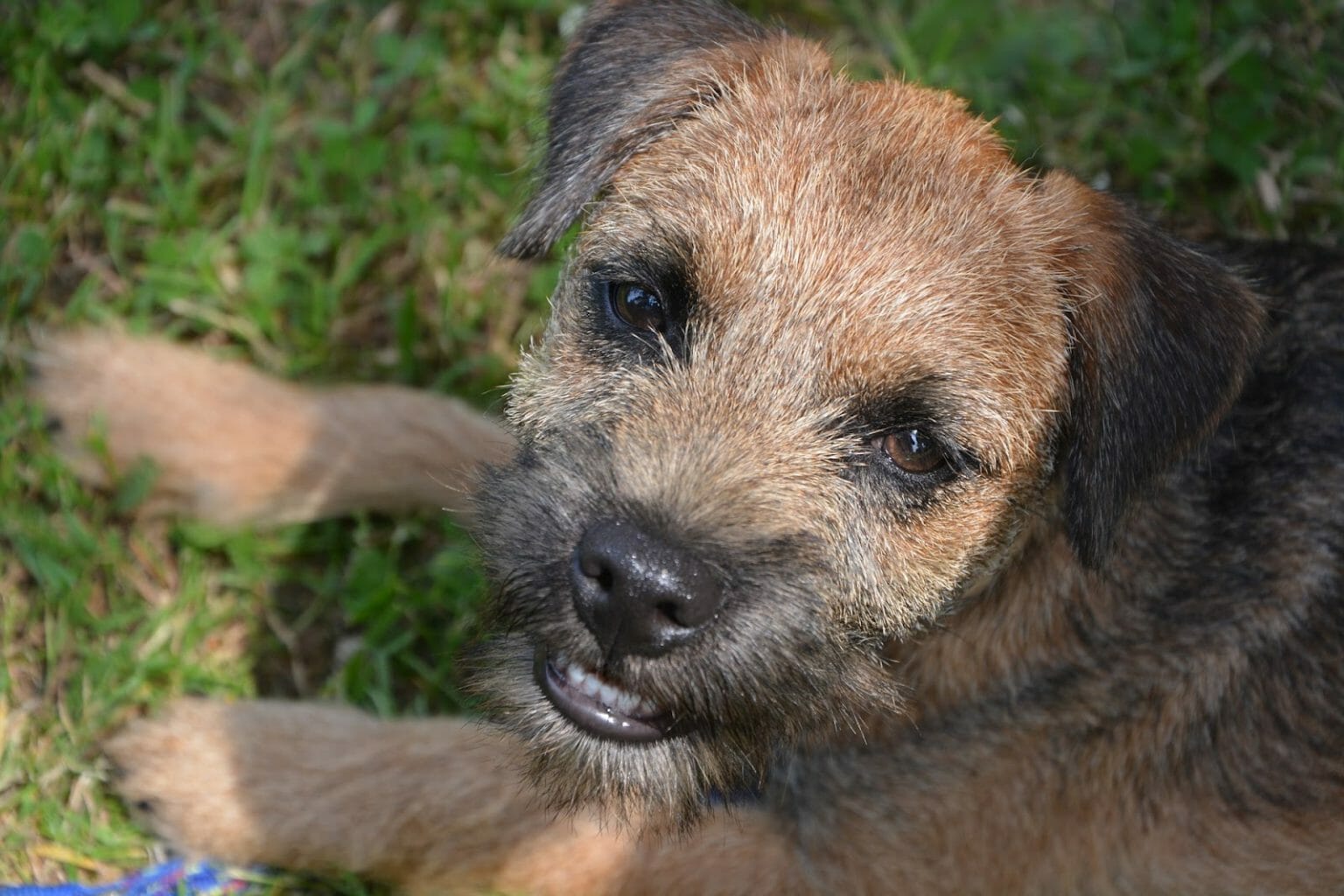 Dogs That Look Like Ewoks: 13 Ewok Look-Alikes! - PawCited