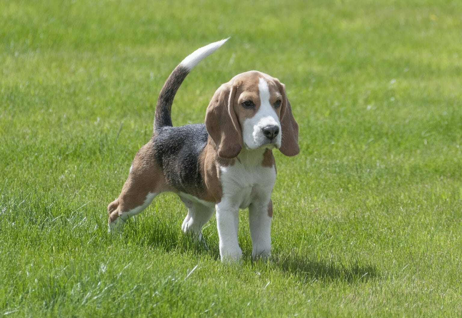 Dogs That Look Like Snoopy: 10 Real-Life Snoopies - PawCited
