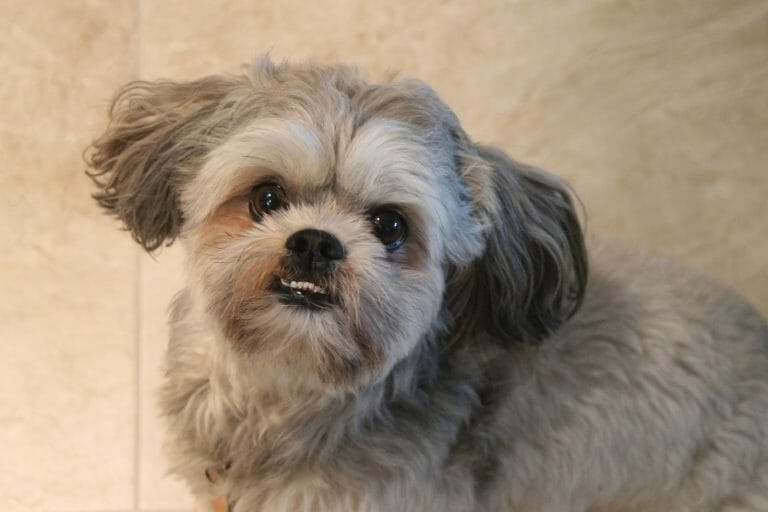 Dogs That Look Like Ewoks: 13 Ewok Look-Alikes! - PawCited