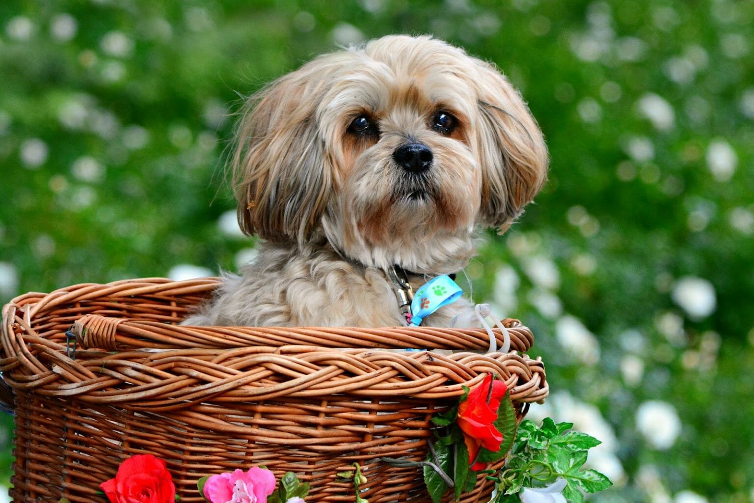 Dogs That Look Like Ewoks: 13 Ewok Look-Alikes! - PawCited