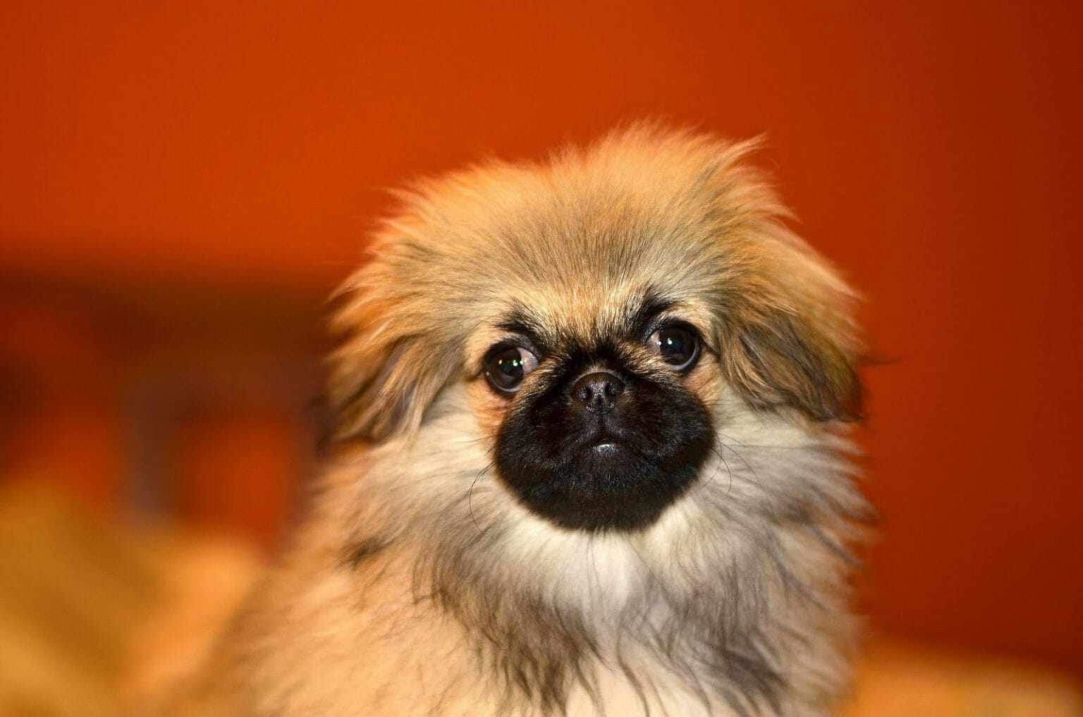 Dogs That Look Like Ewoks: 13 Ewok Look-Alikes! - PawCited