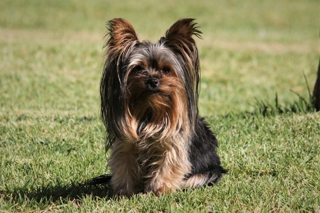 Dogs That Look Like Ewoks: 13 Ewok Look-Alikes! - PawCited