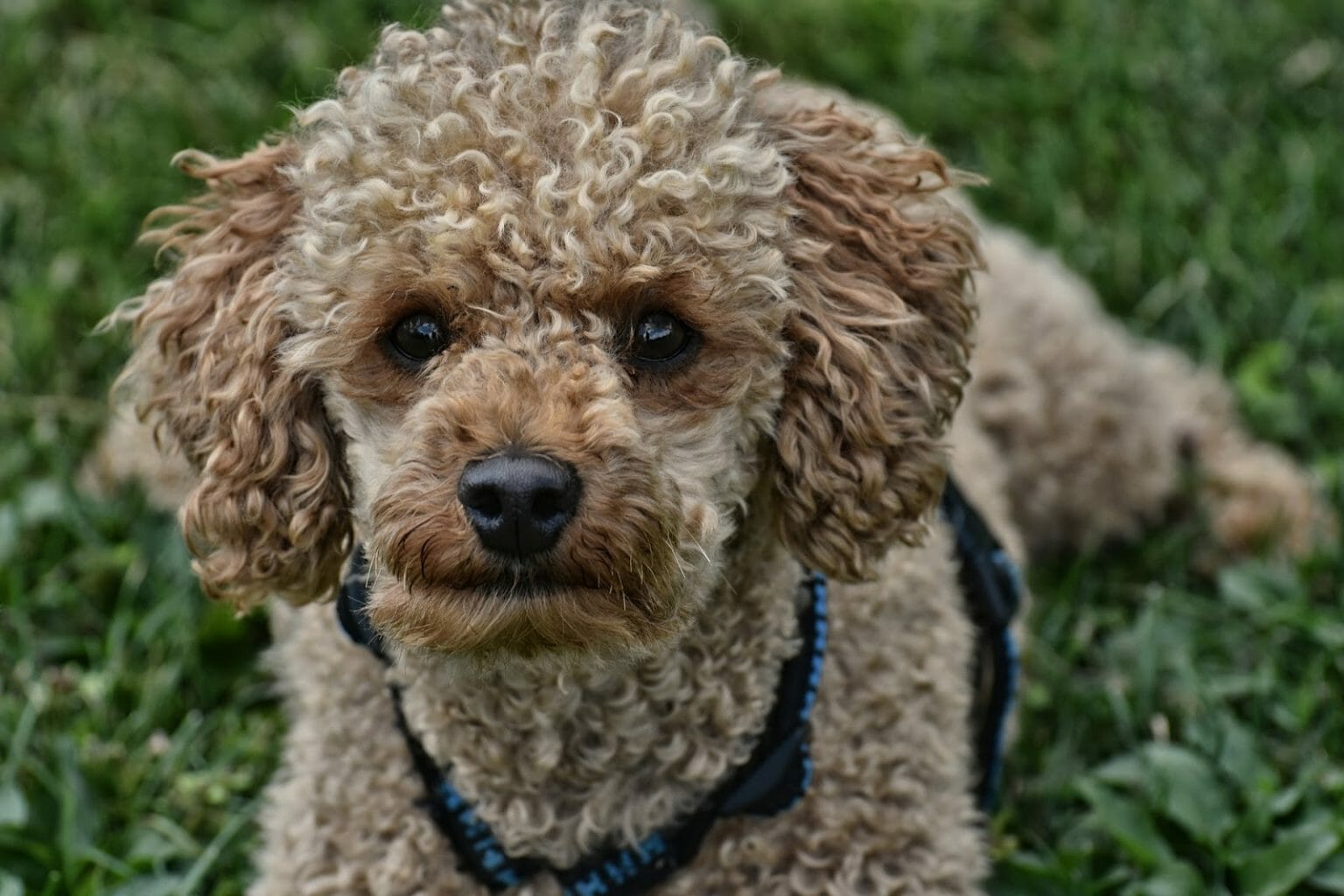 Dogs That Look Like Ewoks: 13 Ewok Look-Alikes! - PawCited