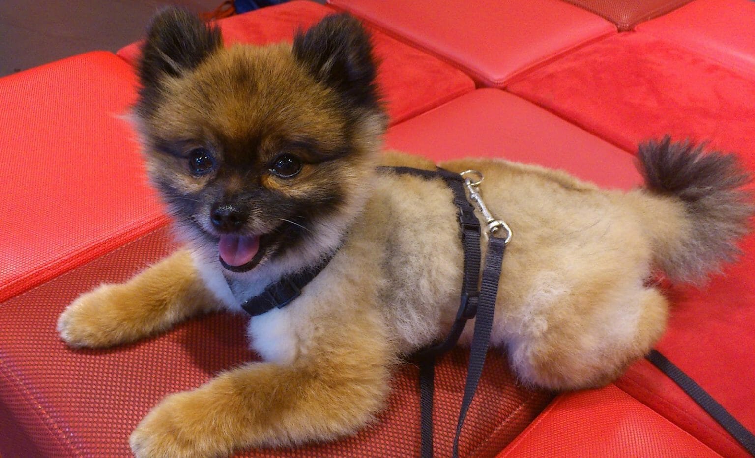 Dogs That Look Like Ewoks: 13 Ewok Look-Alikes! - PawCited