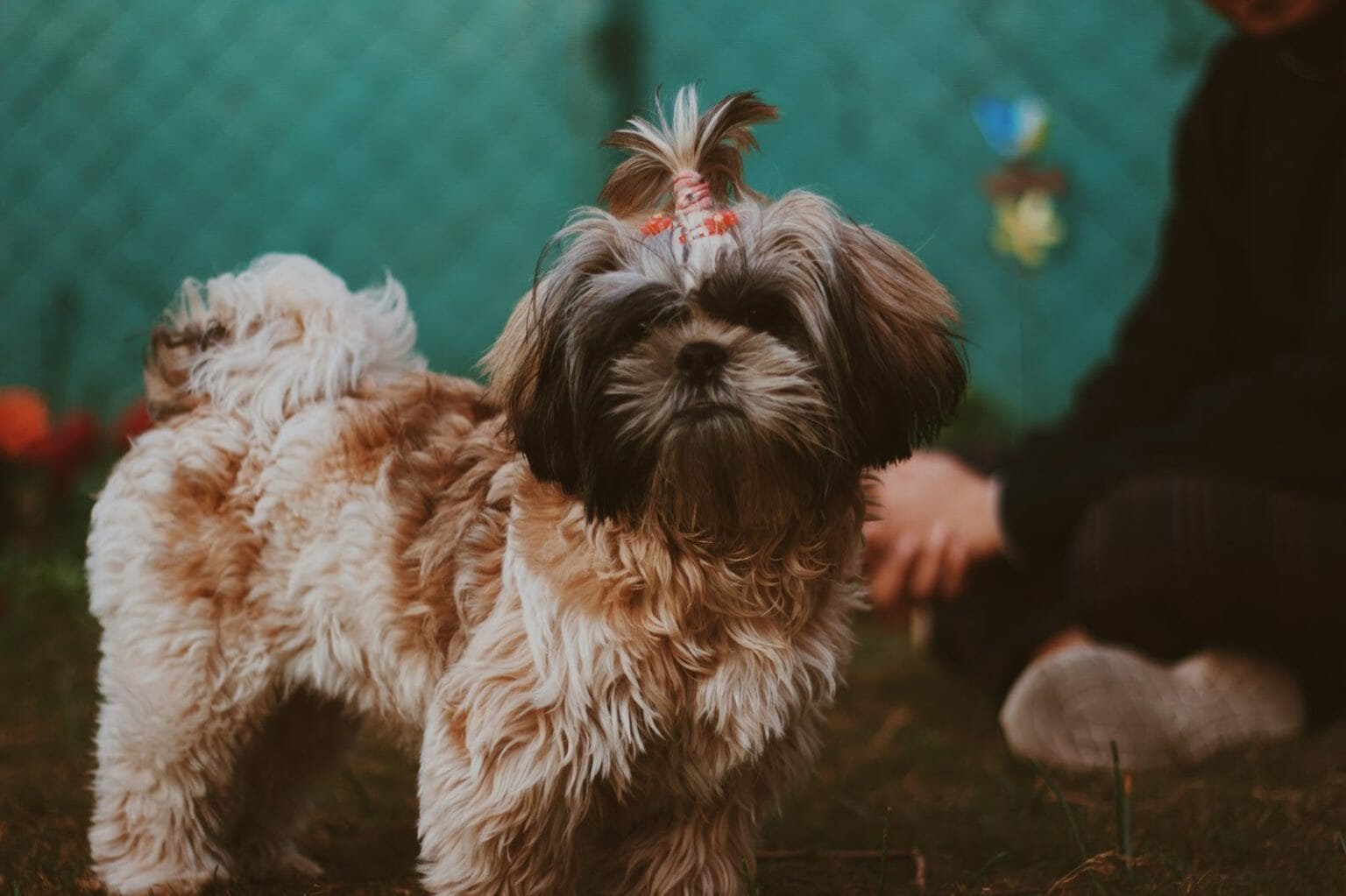 Dogs That Look Like Ewoks: 13 Ewok Look-Alikes! - PawCited