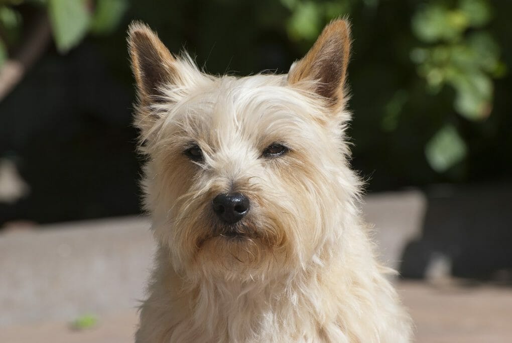 Dogs That Look Like Ewoks: 13 Ewok Look-Alikes! - PawCited