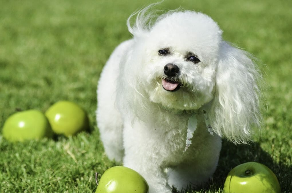 Dogs That Look Like Ewoks: 13 Ewok Look-Alikes! - PawCited