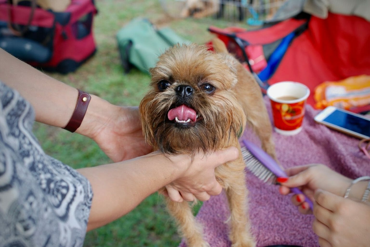 Dogs That Look Like Ewoks: 13 Ewok Look-Alikes! - PawCited