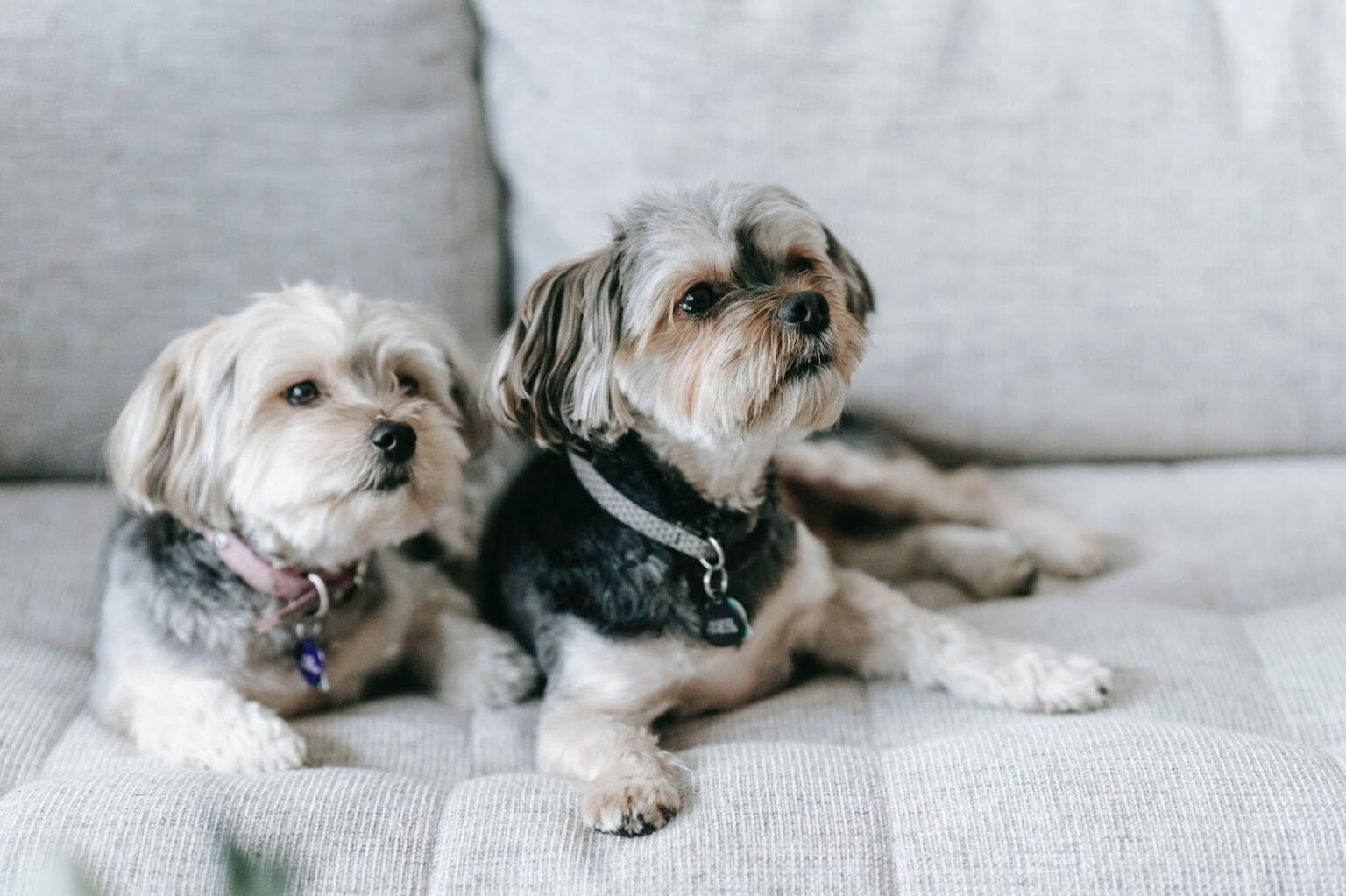 Dogs That Look Like Ewoks: 13 Ewok Look-Alikes! - PawCited
