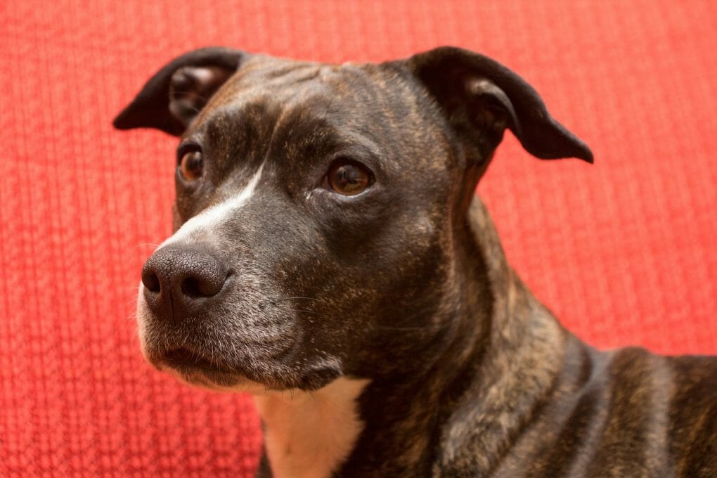 Dogs That Look Like a Tiger: Here Are 14 of Them - PawCited