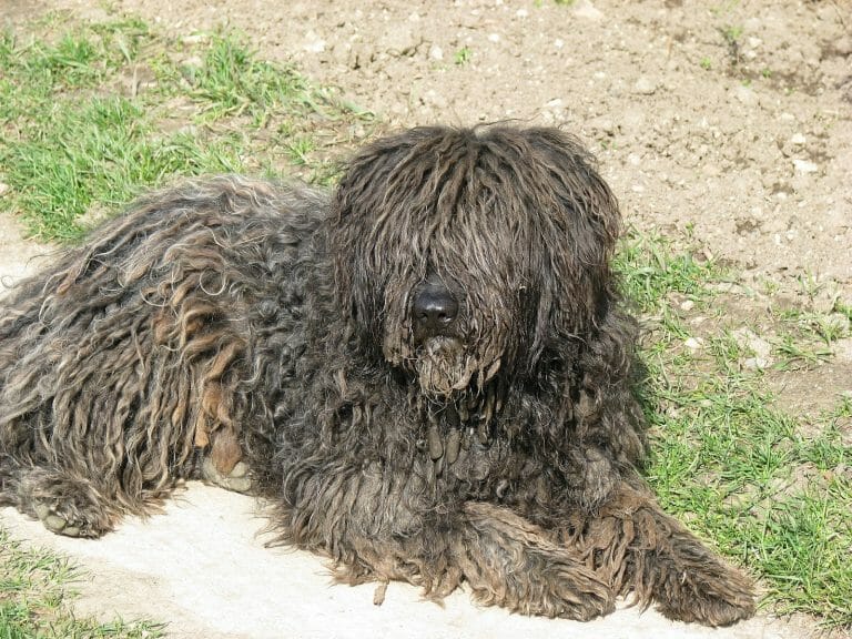 Dogs That Look Like a Mop: All 13 Mop-Like Breeds - PawCited