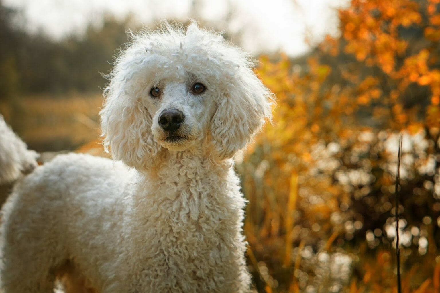 Dogs That Look Like a Mop: All 13 Mop-Like Breeds - PawCited