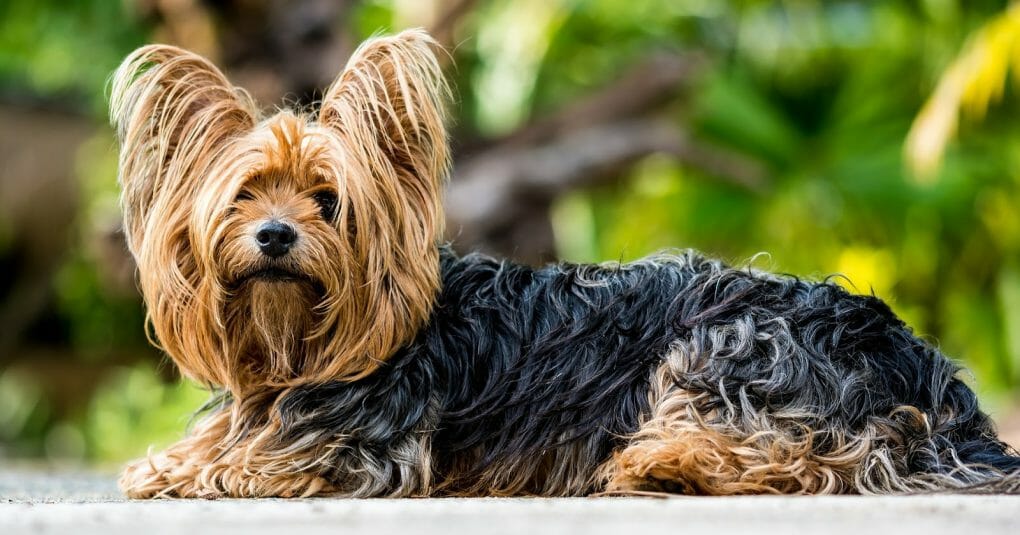 Dogs That Look Like a Mop: All 13 Mop-Like Breeds - PawCited